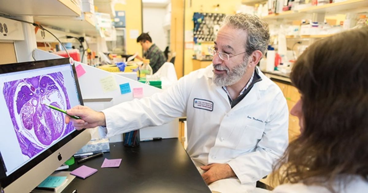 Proper heart development all about timing - Featuring Ivan Moskowitz ...